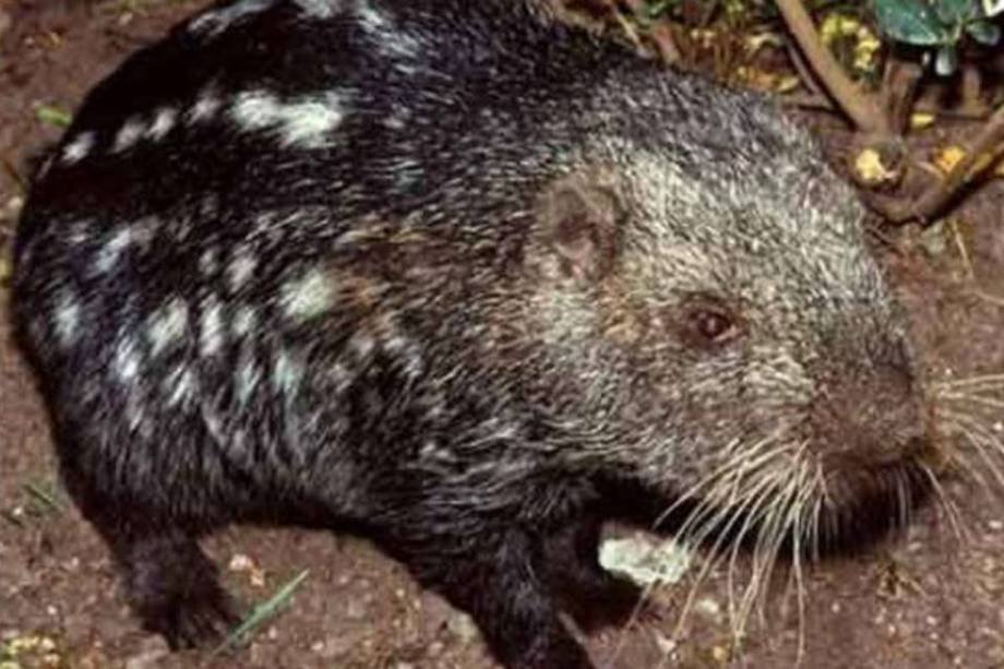 Os 26 mamíferos do Brasil que mais farão falta se sumirem | Exame