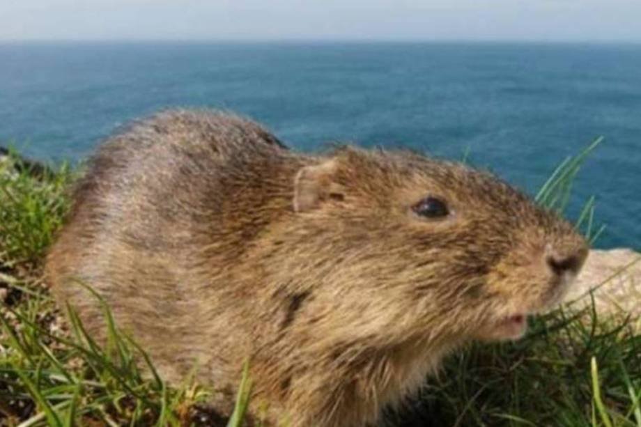 Os 26 mamíferos do Brasil que mais farão falta se sumirem | Exame