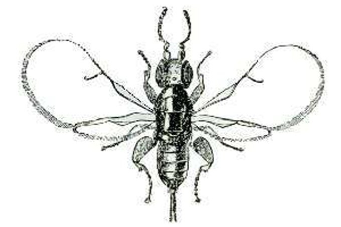 Você não vai acreditar quando souber o que são os figos | Exame