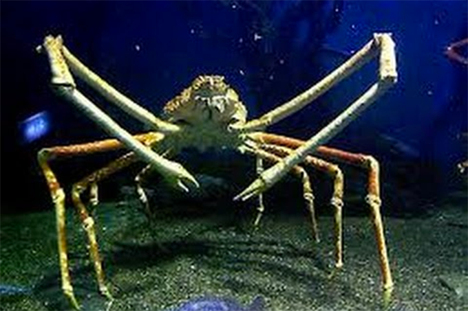 Caranguejo-aranha-gigante pode chegar a 3,8 metros | Exame