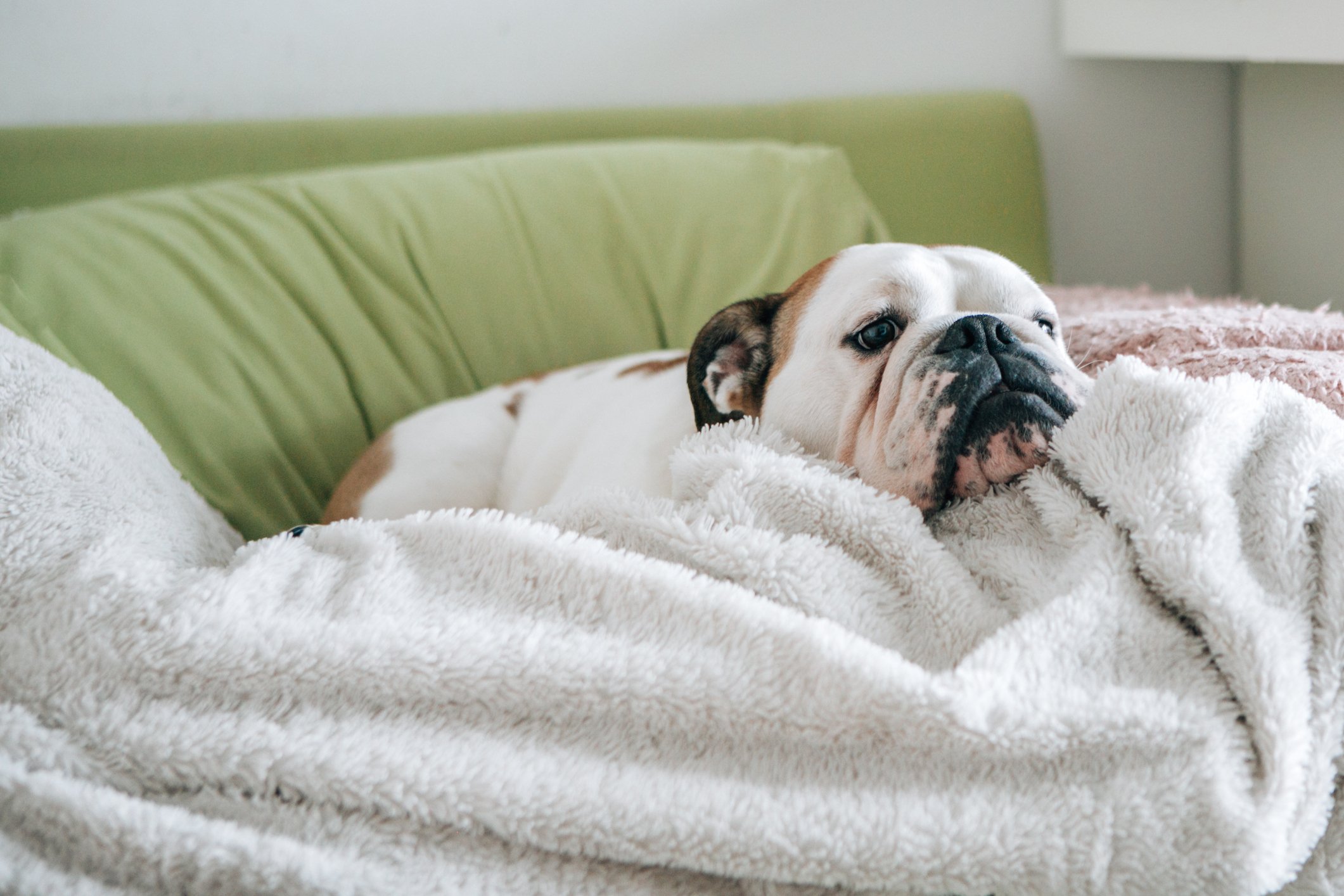 Cachorro sente frio? Veja os cuidados que seu pet precisa nesse clima ...