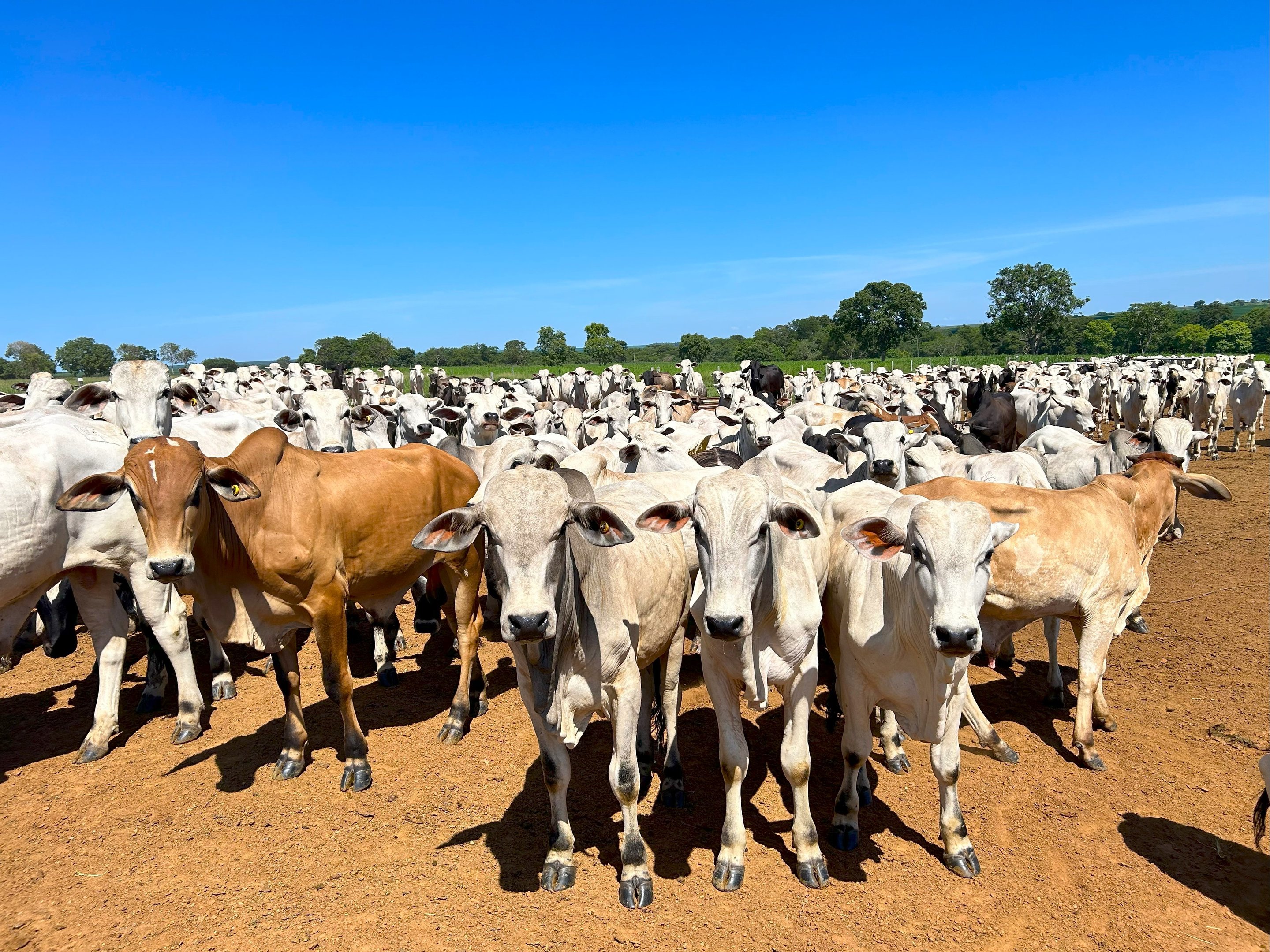 Agtech JetBov investe R$ 1,7 milhão para desenvolver o "ChatGPT" da pecuária | Exame