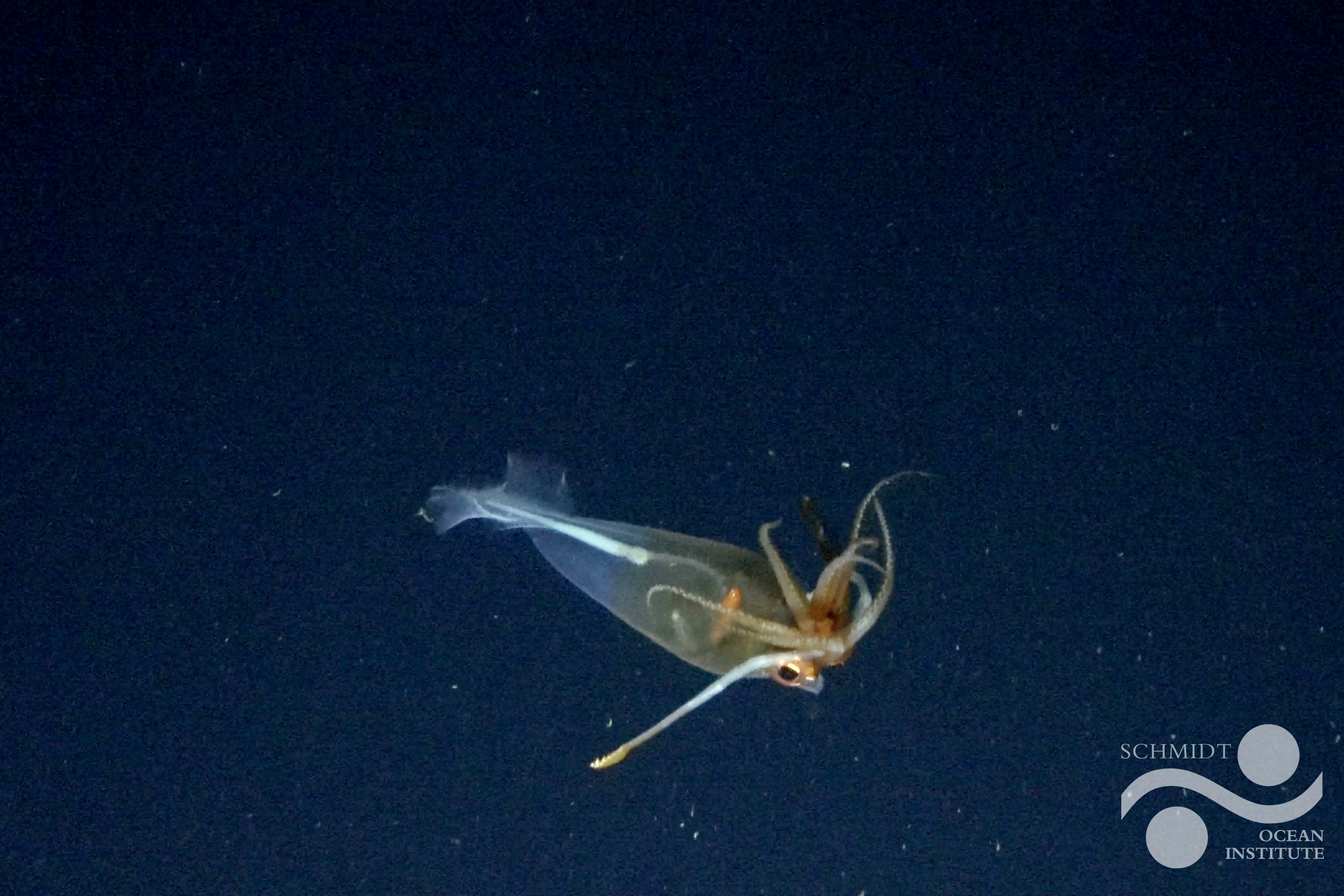 Invertebrado mais pesado do mundo é registrado em vídeo pela primeira ...