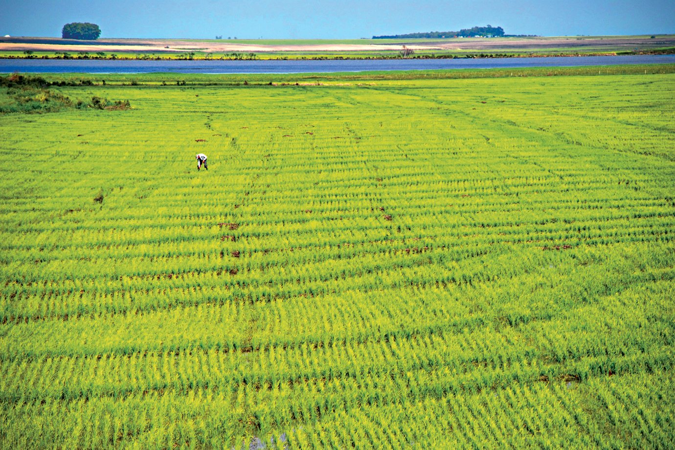 Feijão, carne e ovo: preço dos alimentos deve acelerar e pesar no prato ...