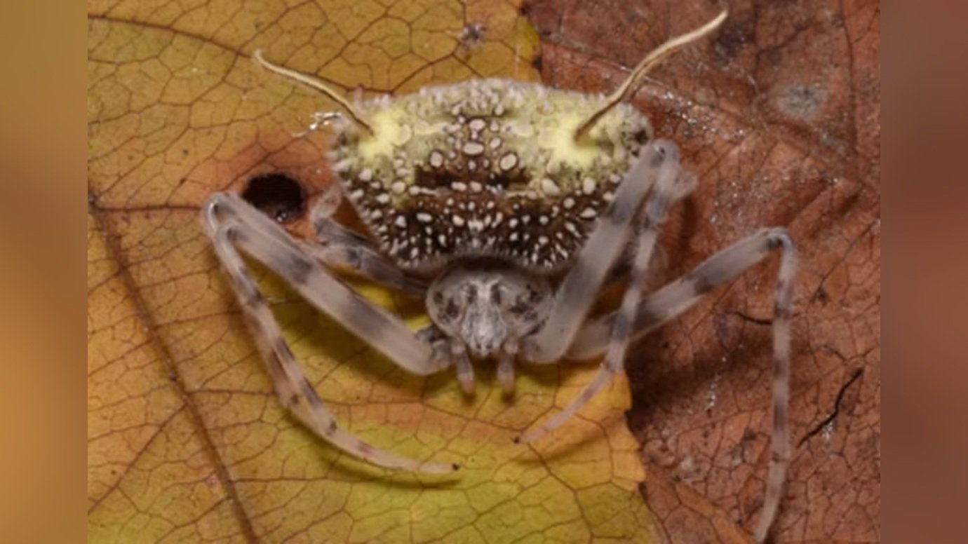 Cientistas descobrem aranha que se passa por fungo para enganar ...